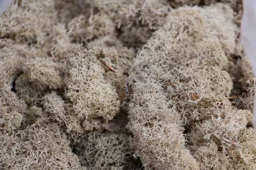Reindeer Moss - 1lb